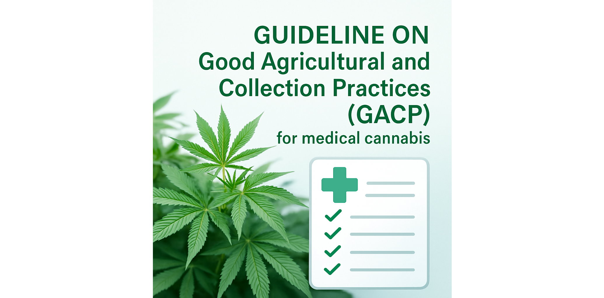 Higher Quality Standards for Medical Cannabis | GACP | Q-Cert